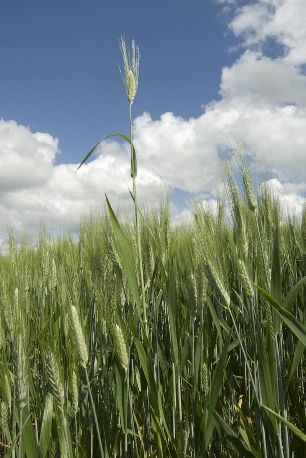 A blade of wheat stock image. Image of rural, harvest - 3974463