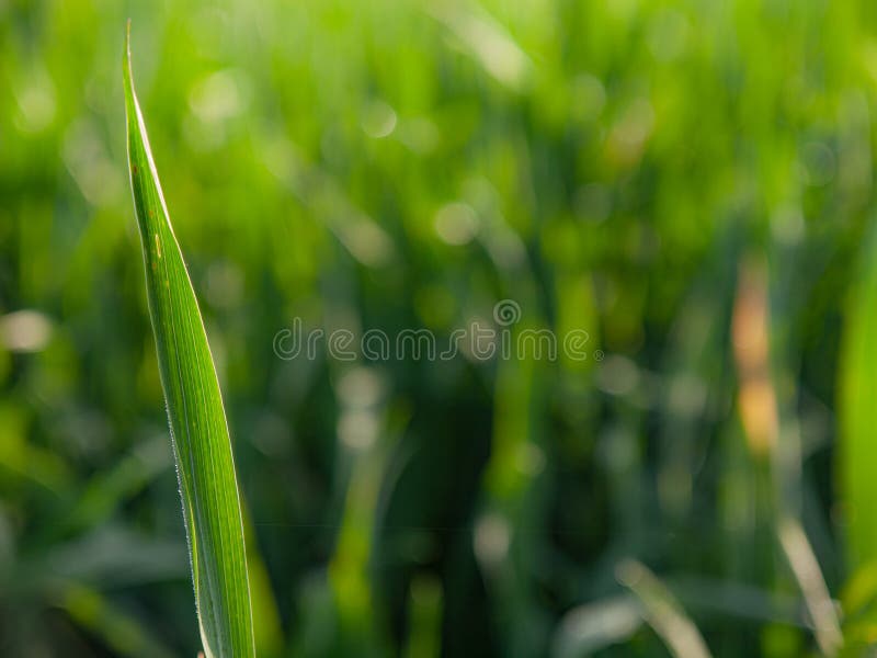 Wheat Blade. Young Green Wheat Grass Stock Image - Image of blurred ...