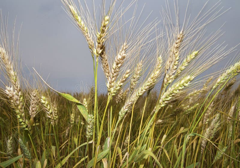 Wheat Blades stock photo. Image of green, cultivate, grow - 13960284