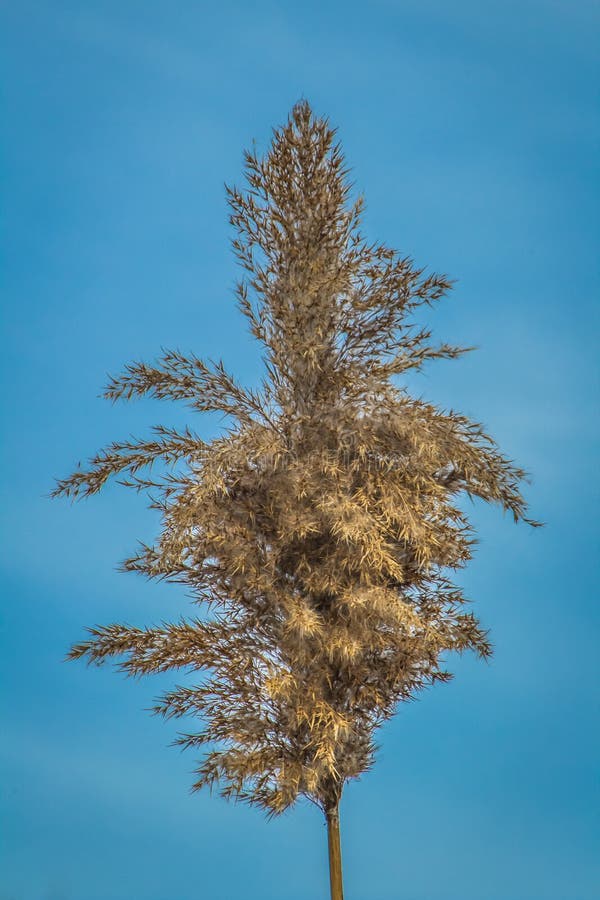Wheat blowing in the wind stock photo. Image of clear - 114611686