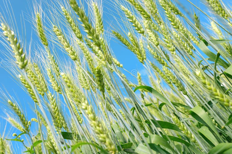 Red and Blue Saturated Blured Smd LED Screen Stock Image - Image of ...