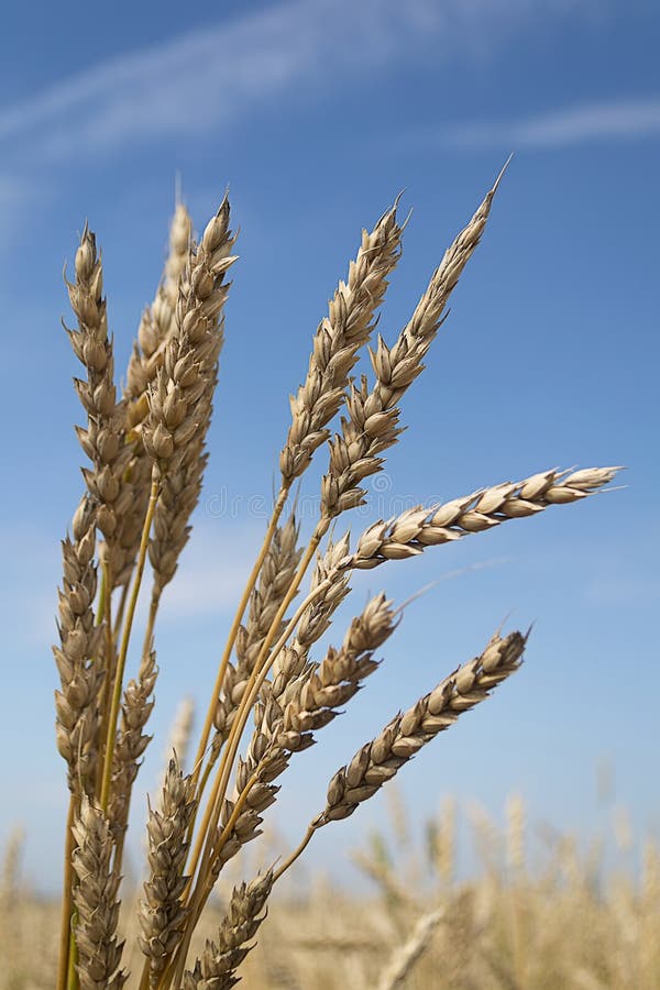 Wheat stock image. Image of harvesting, agriculture, food - 55804339