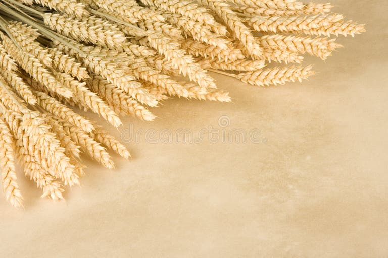 Wheat border stock photo. Image of nature, crop, paper - 6403394