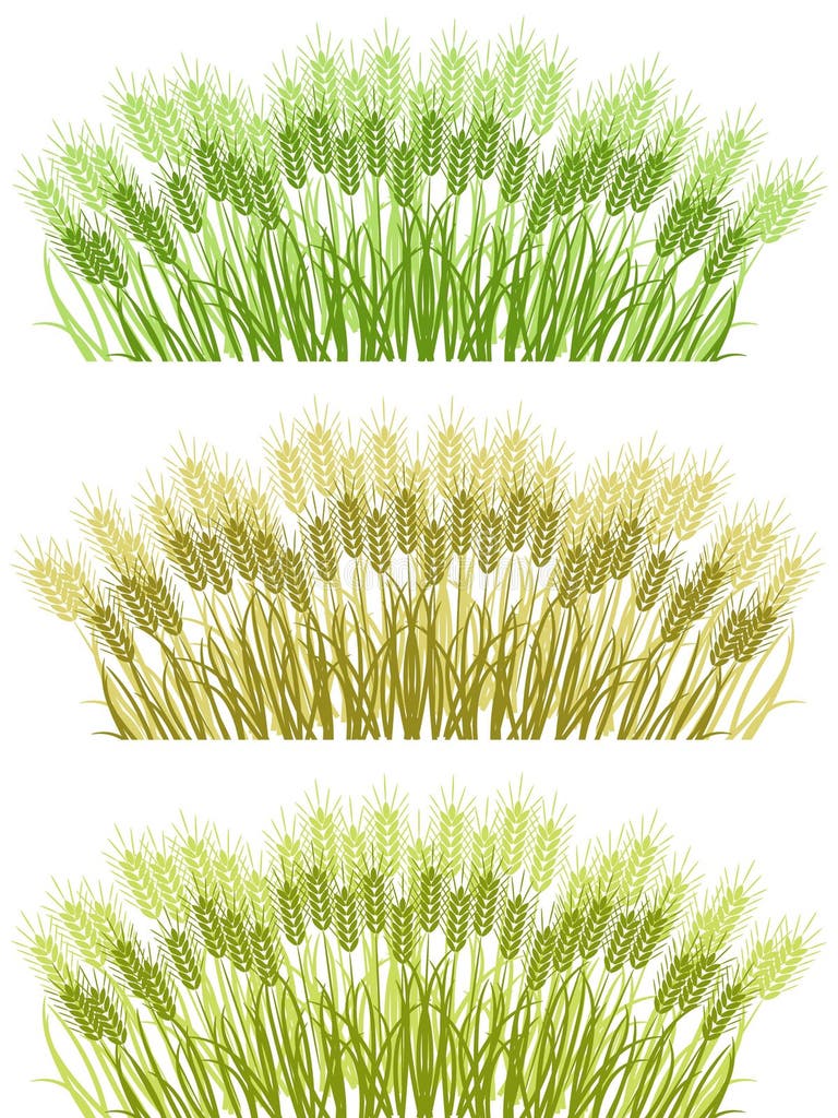 Corn Borders Stock Illustrations – 131 Corn Borders Stock Illustrations ...
