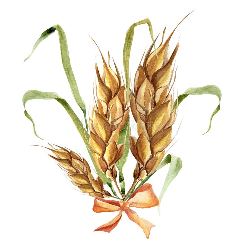 Wheat with Bow Bouquet Watercolor Illustration Stock Illustration ...