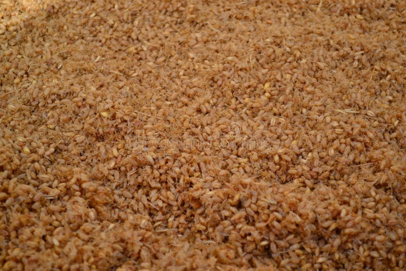 Wheat and Bran stock photo. Image of separated, wheat - 55287280