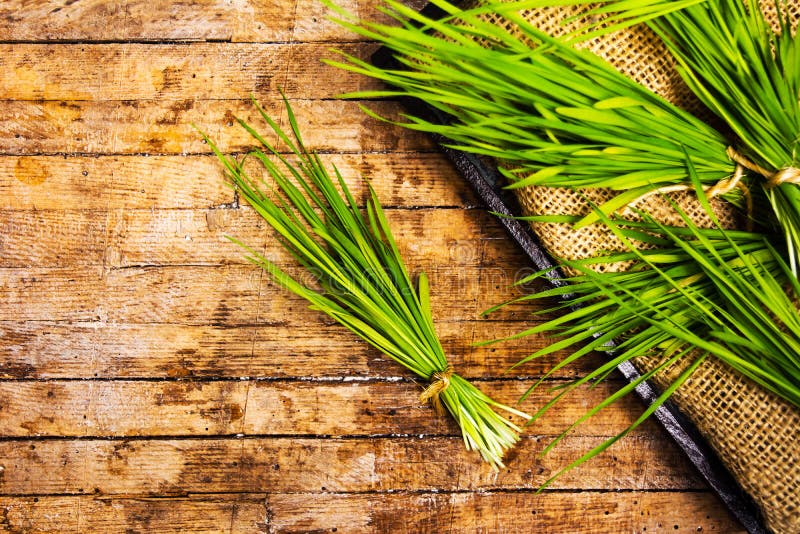 Wheat branch stock image. Image of harina, cereal, grains - 14266653