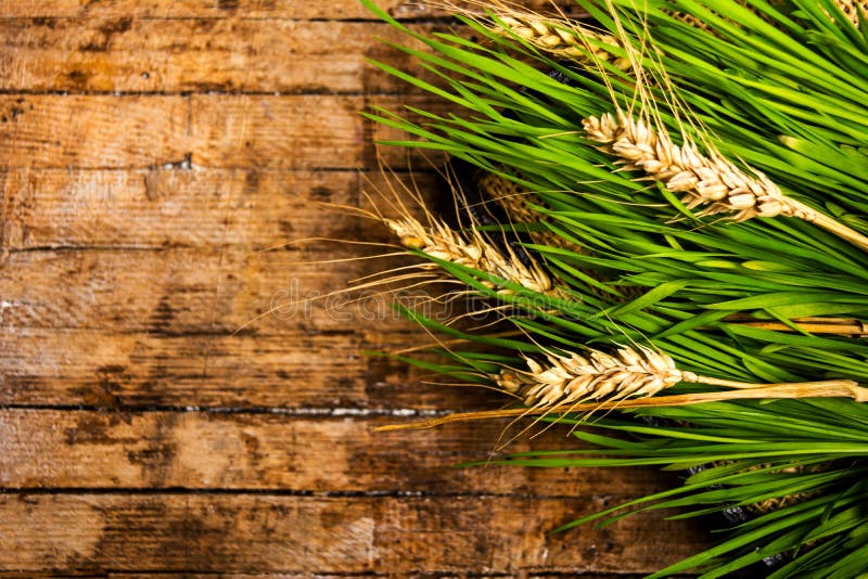 Wheat branch stock image. Image of harina, cereal, grains - 14266653