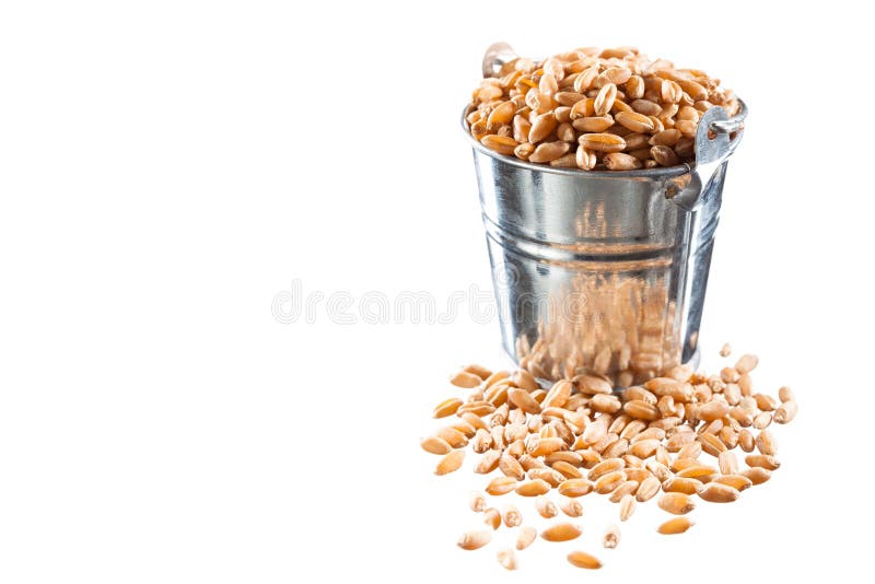 Wheat in a bucket stock photo. Image of white, object - 104676562