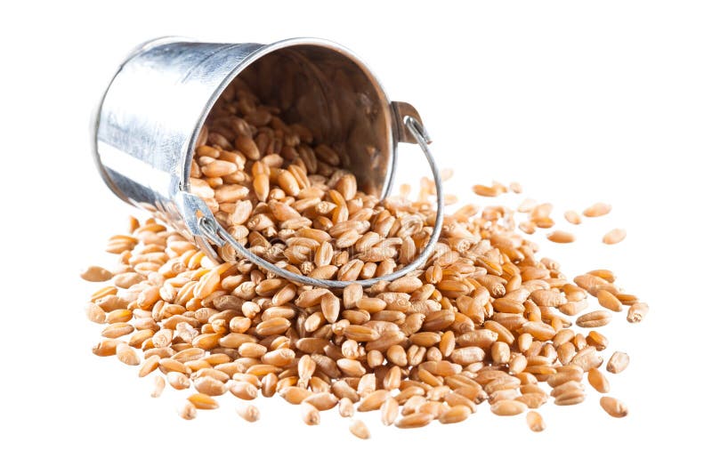 Wheat in a bucket stock image. Image of wheat, bucketful - 104676671