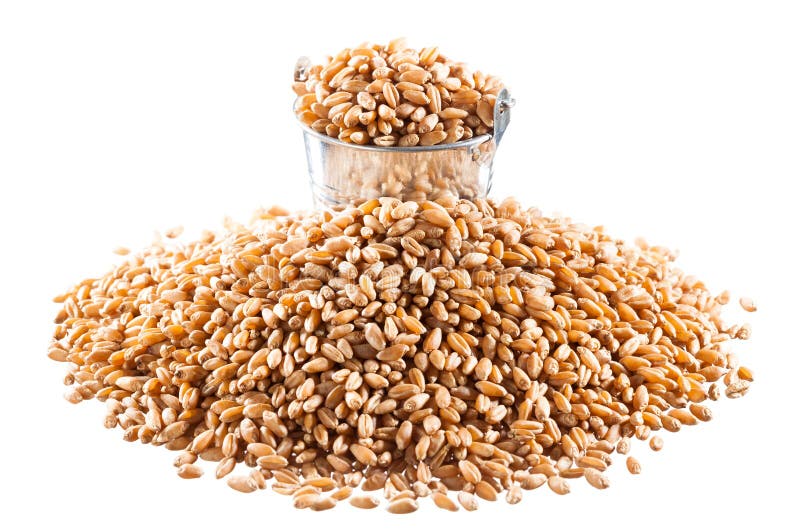 Wheat in a bucket stock photo. Image of heap, bread - 104677218
