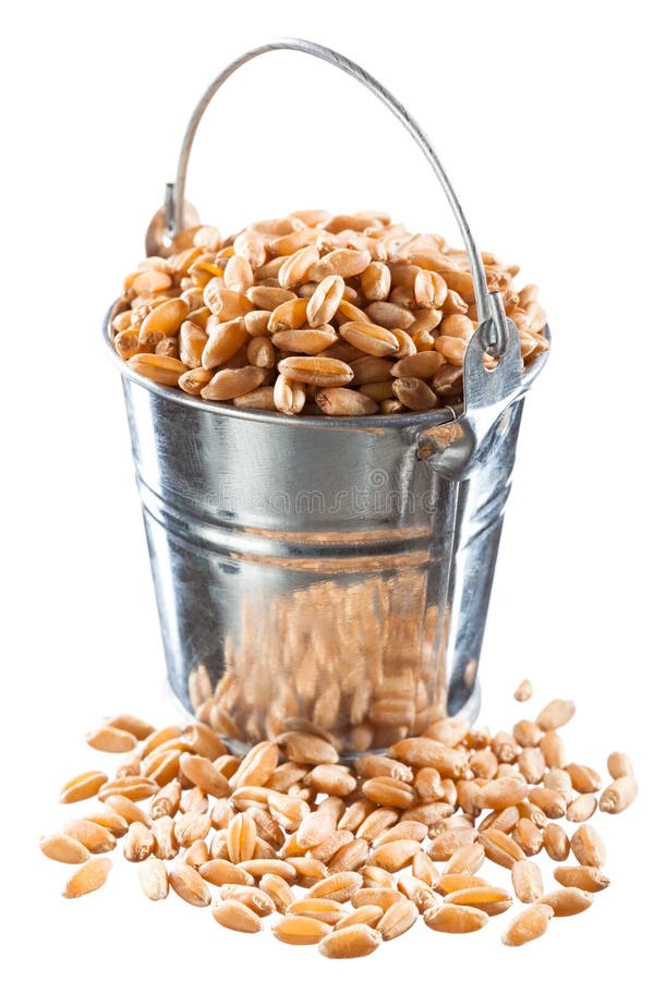 Wheat in a bucket stock photo. Image of white, object - 104676562