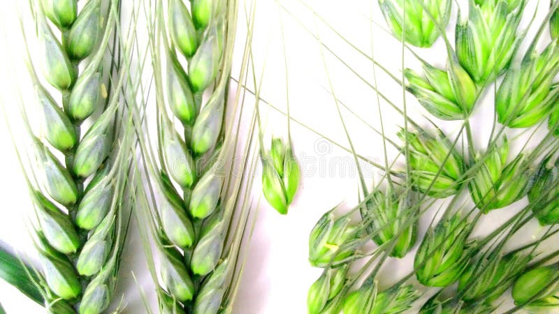 Wheat buds close up stock photo. Image of essential - 213939252