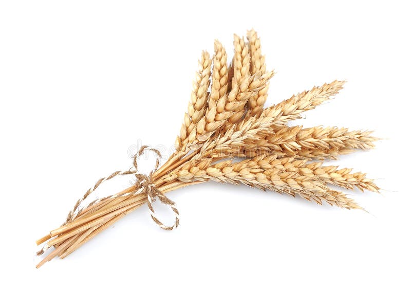 Bunches Of Wheat For Sale at Daniel Gilmore blog