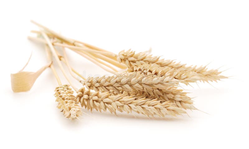 Wheat Bunch on white. stock image. Image of cereal, food - 131436425