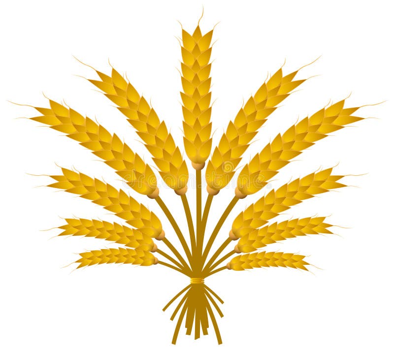 Agriculture wheat vector stock vector. Illustration of agriculture ...