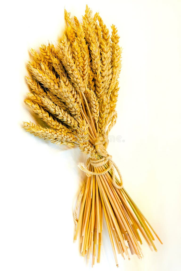 9,728 Wheat Bundle Stock Photos - Free & Royalty-Free Stock Photos from ...