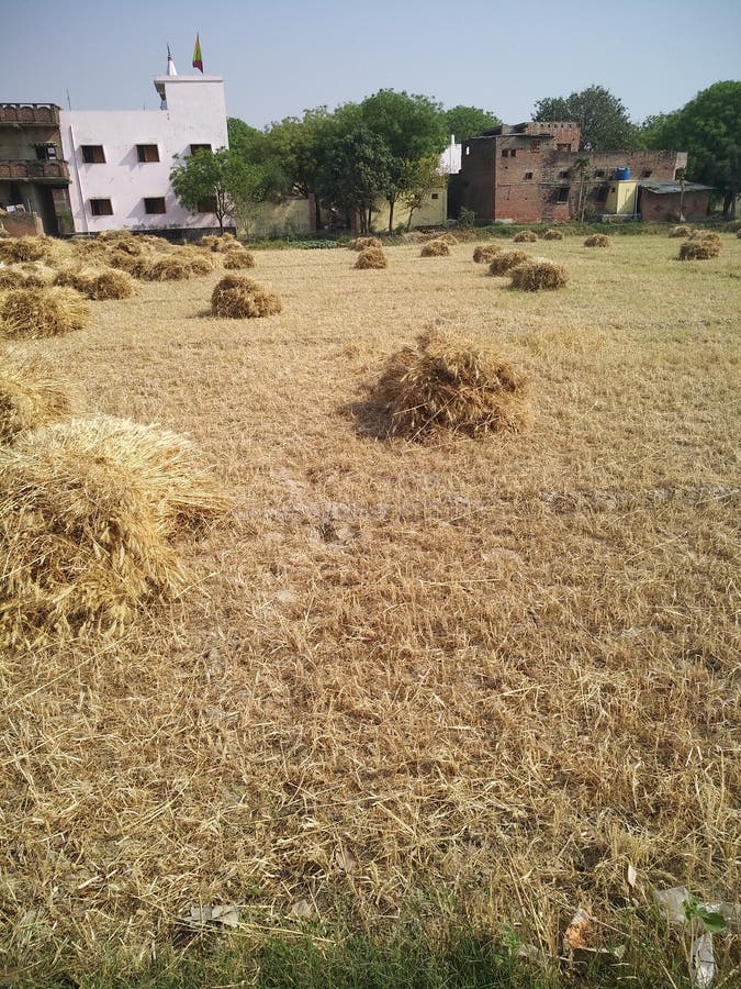 Wheat Bundle Cut in Farmer Land Stock Image - Image of land, wheat ...