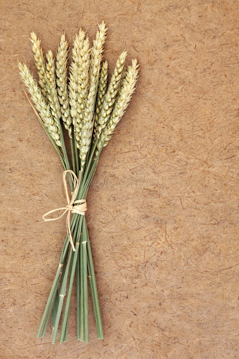 8,408 Wheat Bundle Stock Photos - Free & Royalty-Free Stock Photos from ...