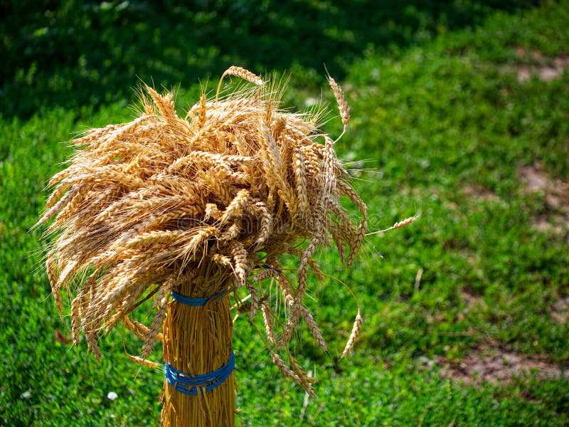 Wheat Bundle Representing the Culmination of the Growing Season and ...
