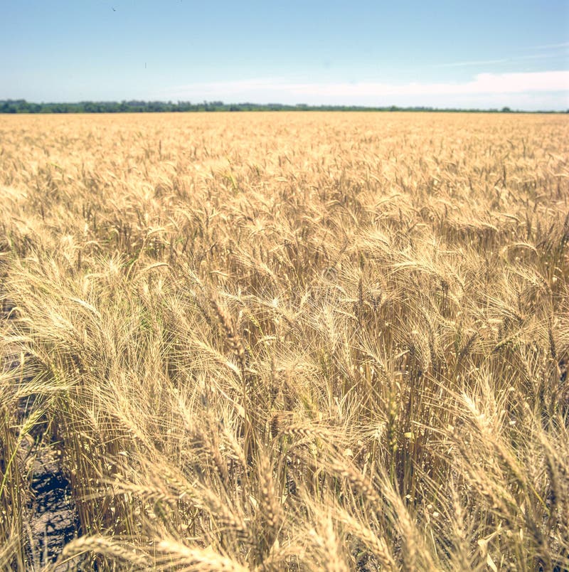 Wheat a Cereal, the Grain of Which is Ground To Make Flour for Bread ...