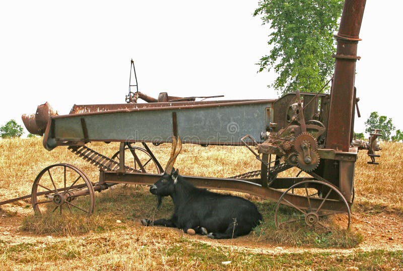 Wheat Chopper & Goat stock photo. Image of occupation - 2856478