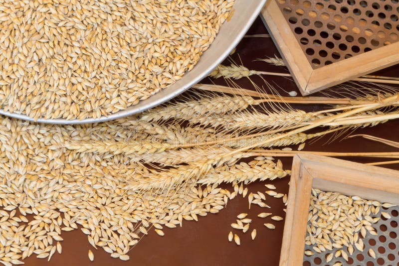 Wheat with Cleaning Screen stock photo. Image of grain - 138499944