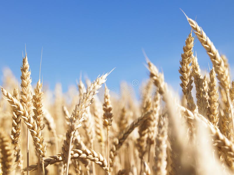 Wheat close up stock image. Image of green, farmland - 11181891