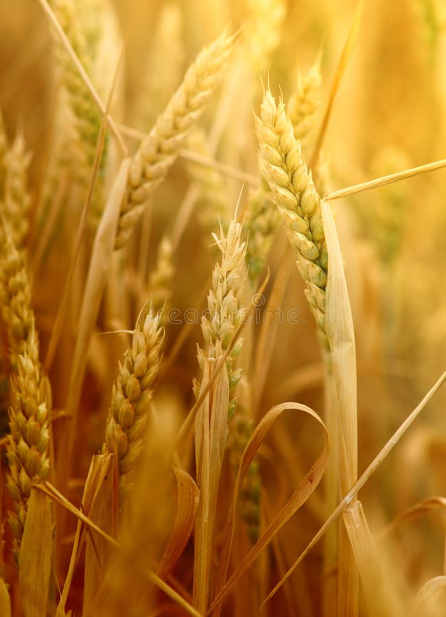 Wheat close up stock photo. Image of agriculture, nature - 15456980