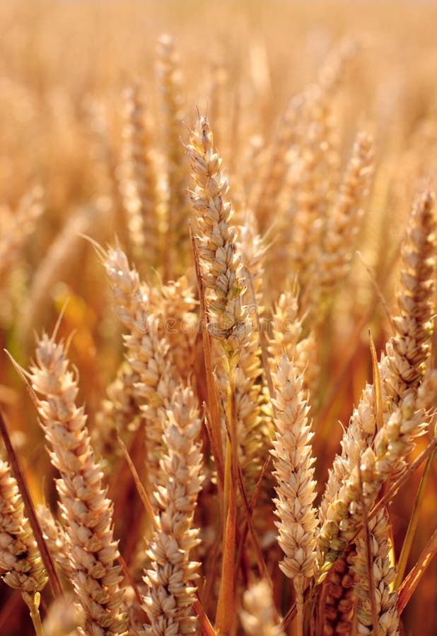Wheat close up stock image. Image of drenched, corn, close - 220811