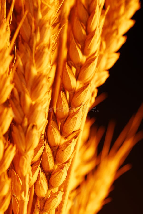 Wheat close up stock photo. Image of summer, grain, black - 6020394