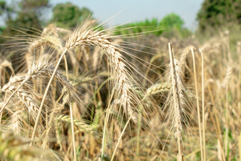 Wheat Close Up. Wheat Field Stock Photo - Image of grain, organic ...