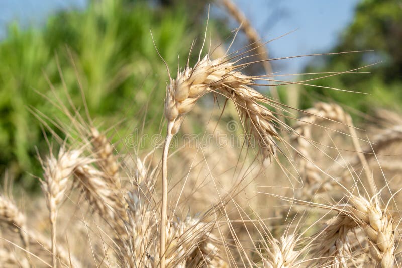 Wheat Close Up. Wheat Field Stock Photo - Image of sunny, farmland ...