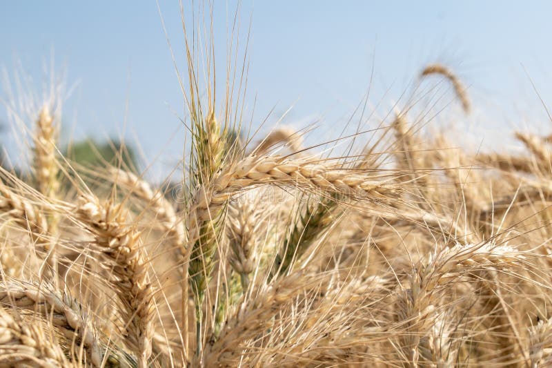 Wheat Close Up. Wheat Field Stock Photo - Image of agricultural, bright ...