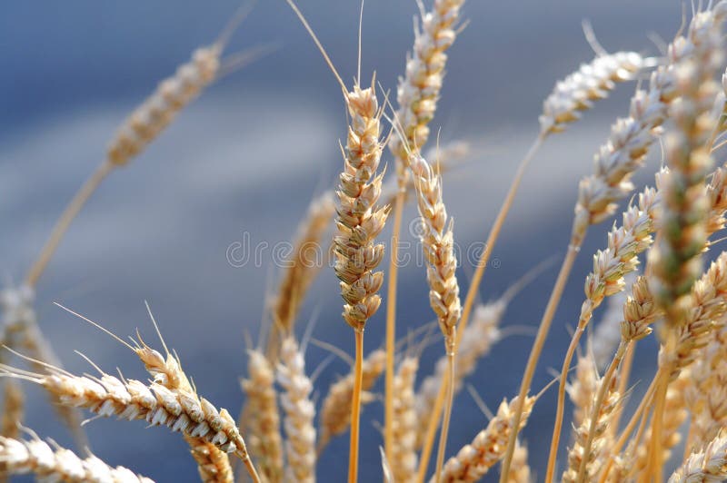 Wheat close up stock image. Image of crops, cultivate - 43498965