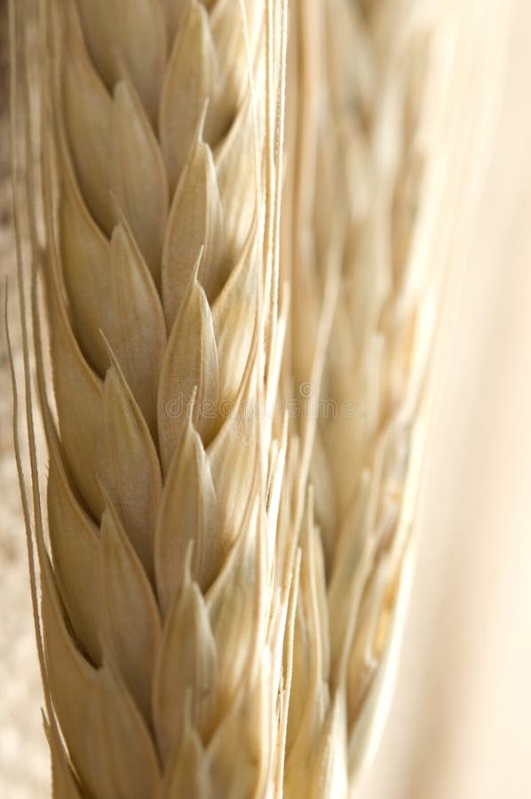Wheat close up stock photo. Image of cereal, close, isolated - 32931030