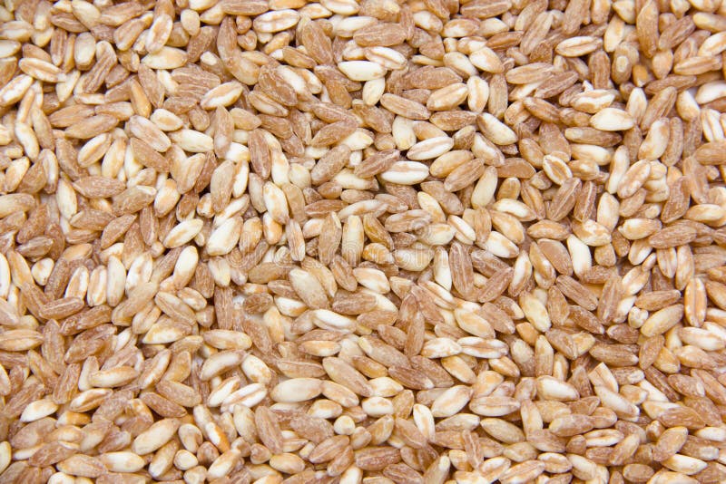 Triticale seed stock photo. Image of grains, industry - 22656788