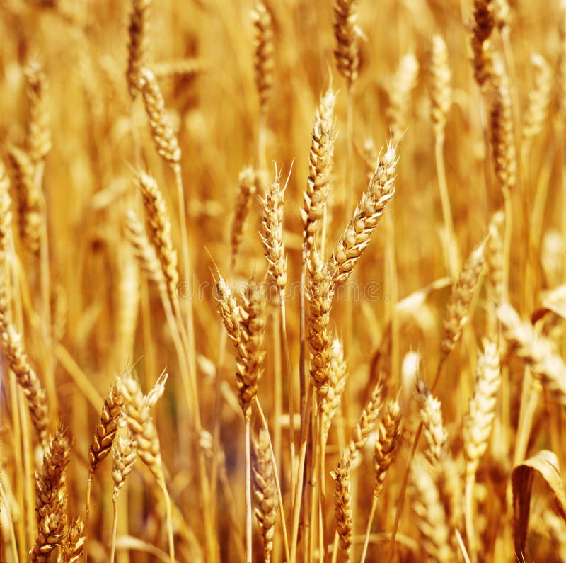 Wheat closeup stock image. Image of ripe, grain, golden - 11021705