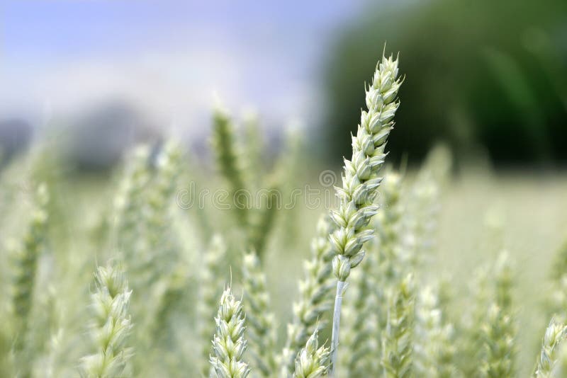 Wheat closeup stock image. Image of natural, closeup, farming - 2657753
