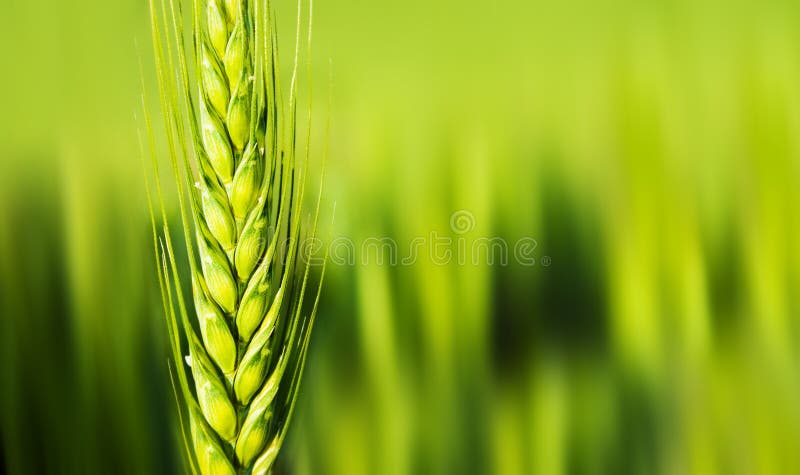Wheat closeup stock image. Image of natural, closeup, farming - 2657753