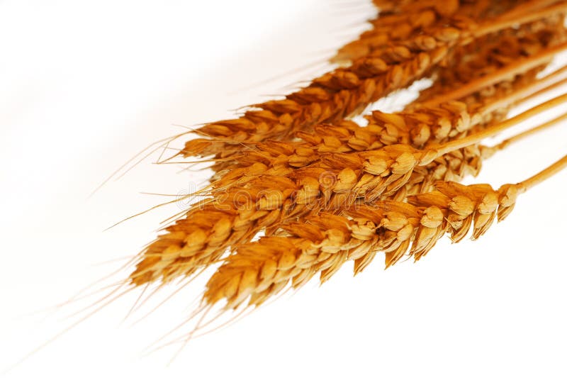 Wheat sheaf stock photo. Image of durum, grains, beam - 16074152