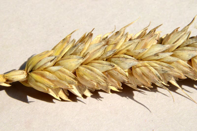 Head Wheat Stock Images - Download 4,978 Royalty Free Photos