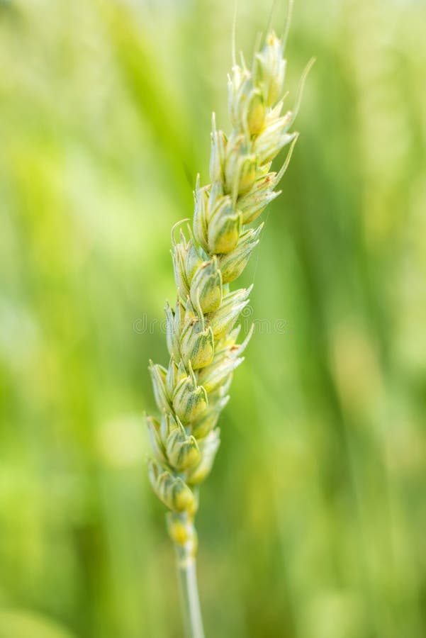 Wheat stock image. Image of single, agriculture, grain - 32008775