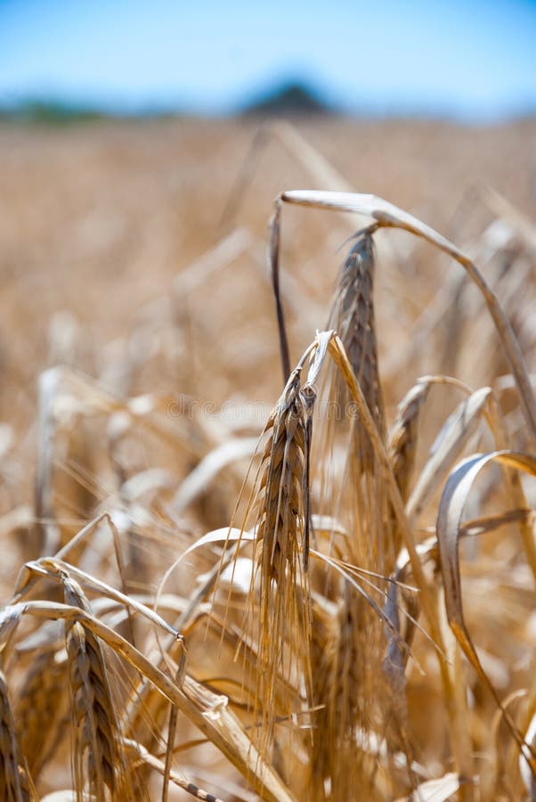 Wheat, Closeup of Wheat in a Field Stock Photo - Image of harvest ...
