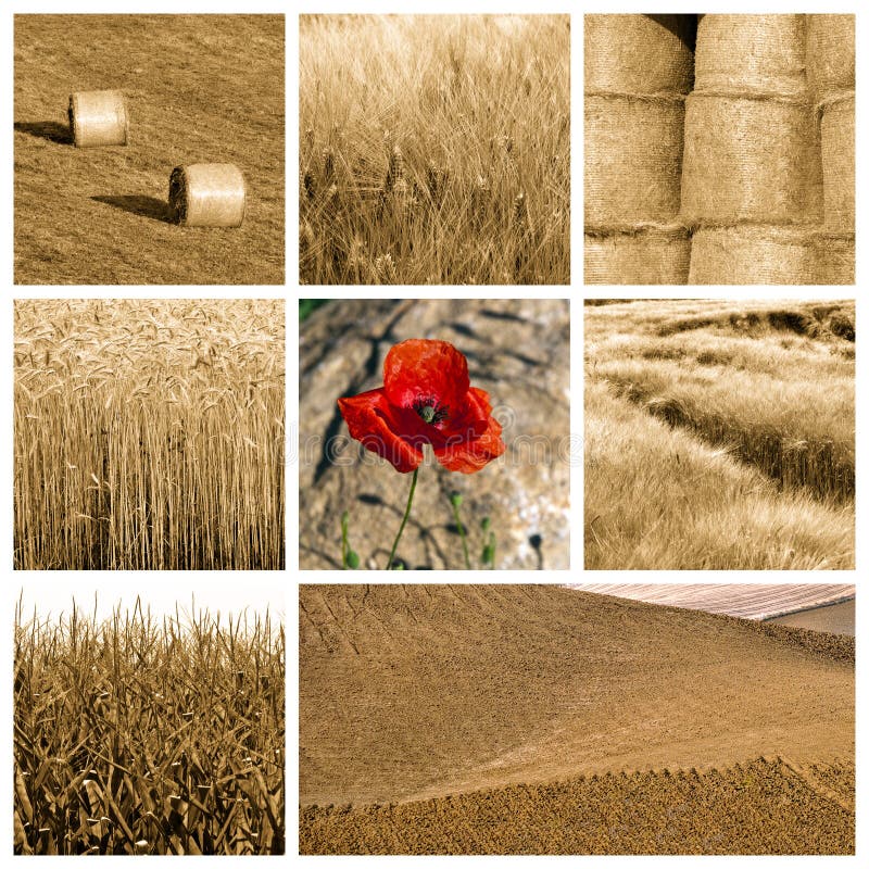 Agriculture collage stock photo. Image of gold, grain - 16455366