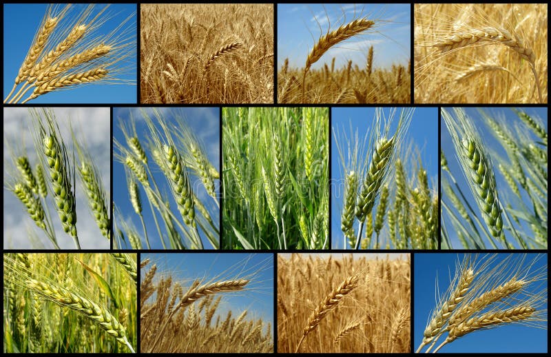 Wheat collection stock image. Image of nutrition, land - 28264999