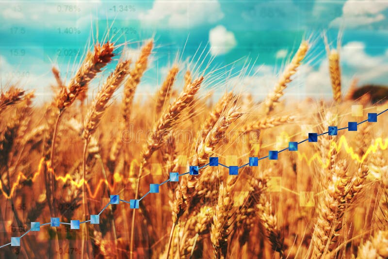 Wheat Commodity Price Increase Stock Image - Image of commodity, growth ...