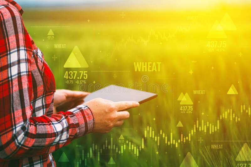 Wheat Commodity Price Increase Stock Photo - Image of increase ...