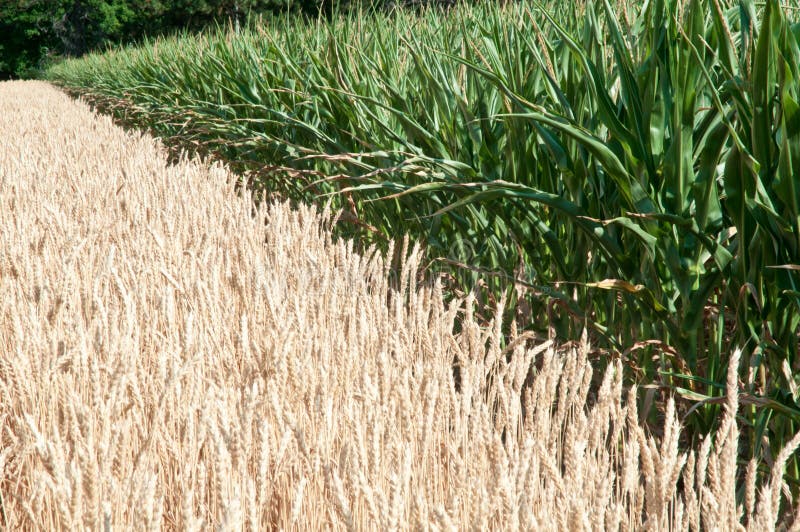 Wheat and corn stock image. Image of food, green, farm - 25882283