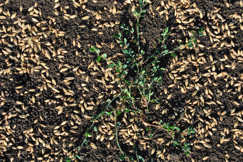 Wheat Corn on Black Earth with Green Grass Stock Photo - Image of ...